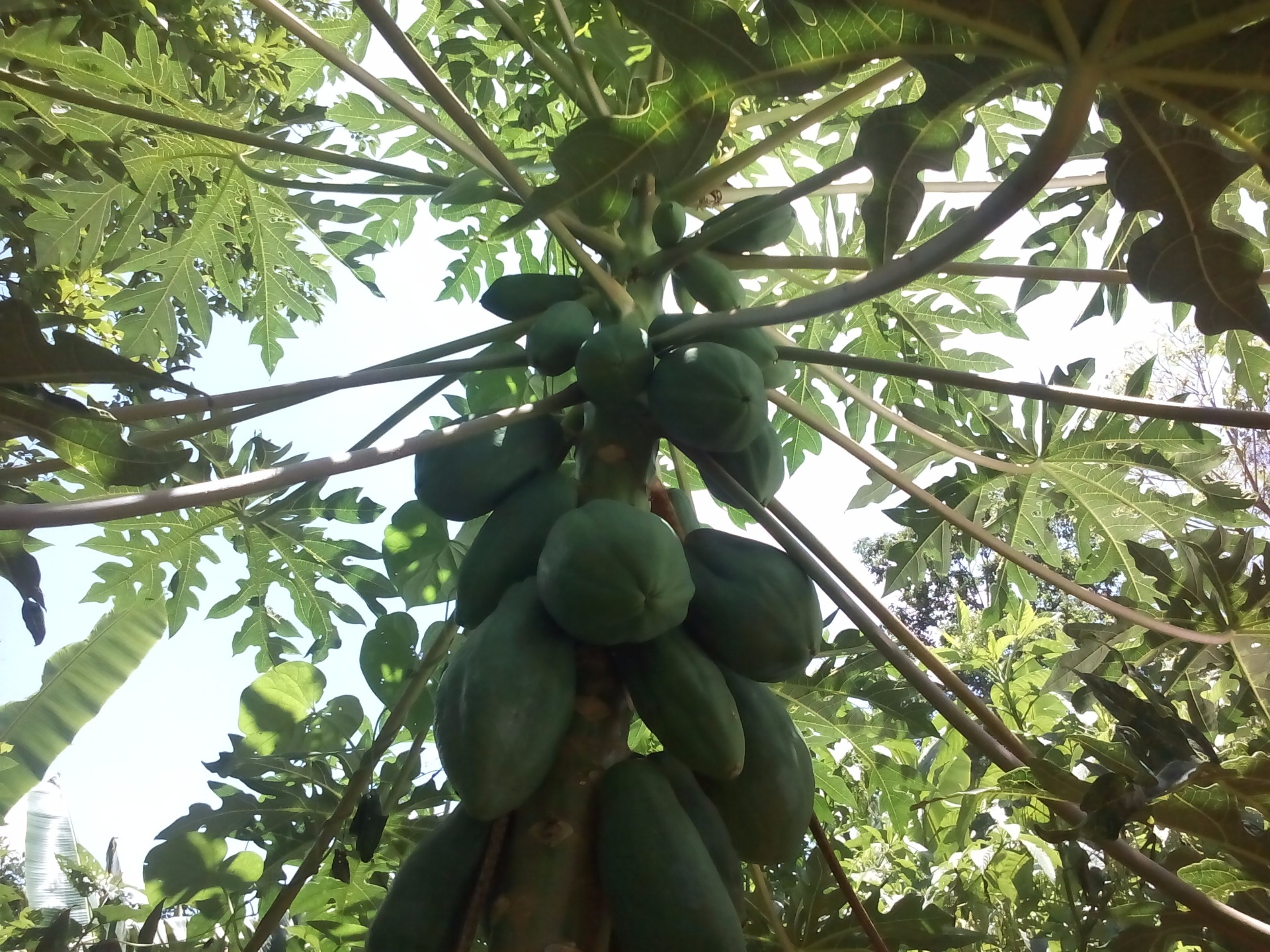 GALERIA :: San-jose-tenango-oaxaca